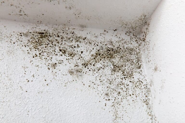 Mold From Water Damage: Different Types, Signs, and What To Do